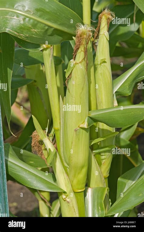 Corn Grow Husk Cob Stalk Leaf Agricultural Agriculture Farming Shine