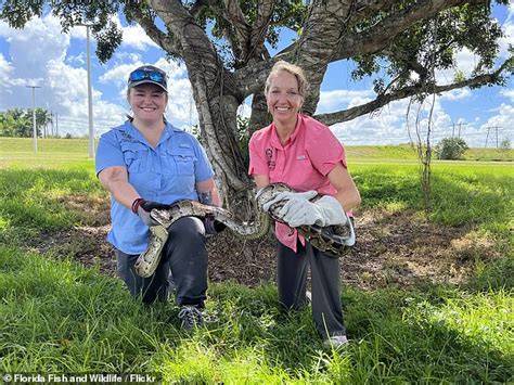 Florida Teen 19 Wins 10 000 After Capturing 28 Burmese Pythons Daily Mail Online
