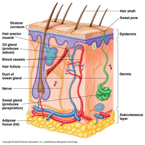 Human Integumentary System Organs