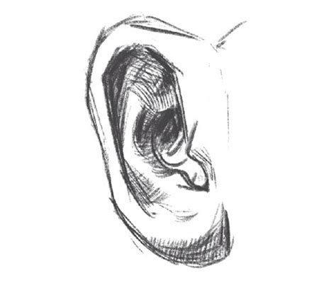 How To Draw Ears A Detailed Step By Step Guide GVAAT S WORKSHOP