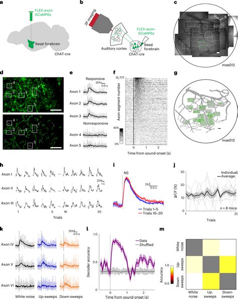 Robust Nonhabituating And Stimulus Specific Auditory Responses Of Download Scientific Diagram