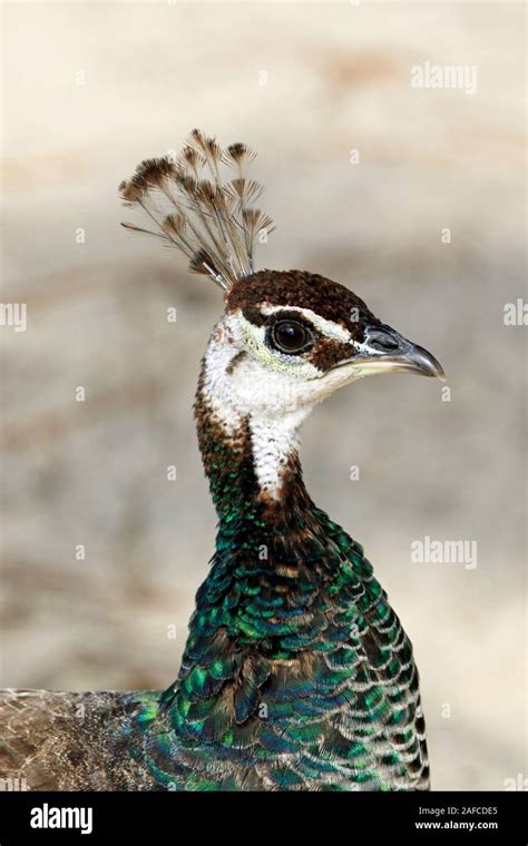 Female Peacock