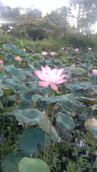 ផ្លែឈូក Youtube