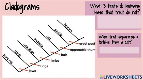Simple Cladogram Worksheet