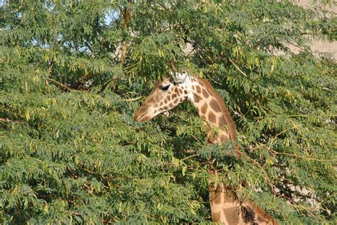 Fotos Gratis Naturaleza Césped Cabello Fauna Silvestre Salvaje