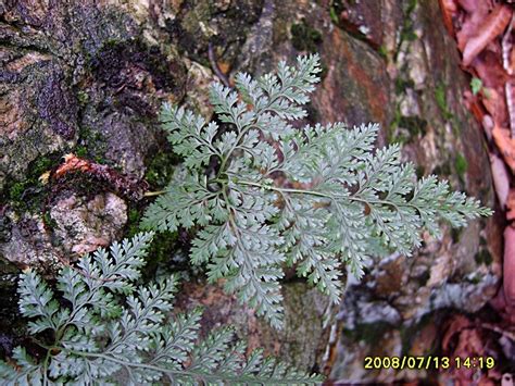 [식물]넉줄고사리 식물 생물종 Bric