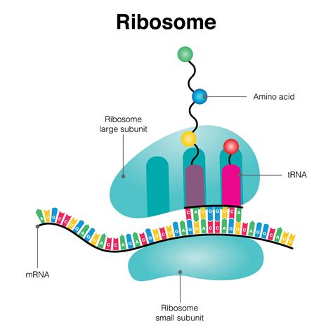 Bacterial Mrna Structure Diagram Bacterial Mrna Structure