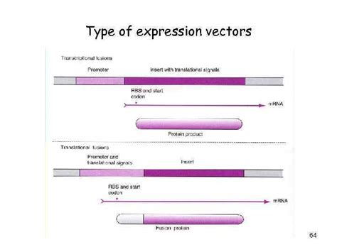 Gene Expression Systems In Prokaryotes And Eukaryotes
