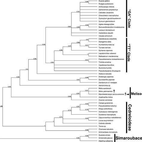Majority Rules Consensus Tree Branch Lengths Not Shown From Bayesian Download Scientific