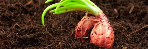 Capacitive Soil Moisture Sensors A Comprehensive Overview