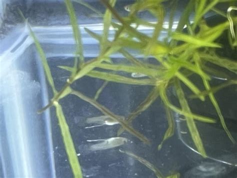 Long Stringy Poop Is This Normal For Guppy Fry Rguppies