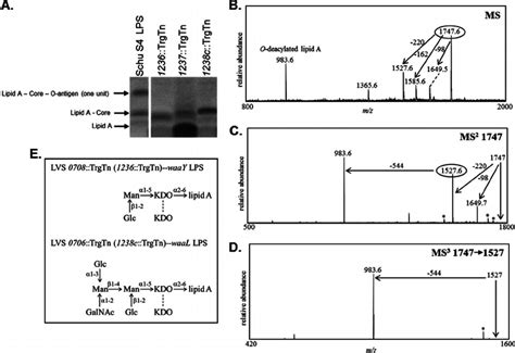 Examination Of The Lipopolysaccharide Core Structures Of O Antigen