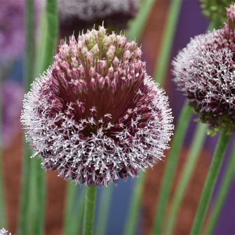 Allium Amethystinum Forelock Bulbs Garden Wildlife