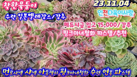 다육이사랑 2묵둥이99특가세일먼로샤넬라울대품16~샤넬아톰젤리메듀샤금15핑크마녀철화55파스텔2