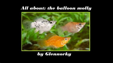 All About The Balloon Molly Youtube