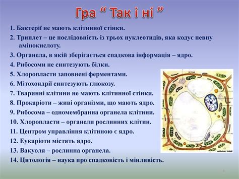 Презентація Будова хромосоми