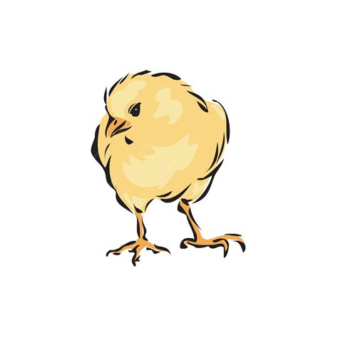 Vector Un Pollito Lindo Vector Premium