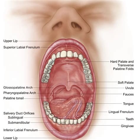 Detail Gambar Rongga Mulut Koleksi Nomer 12