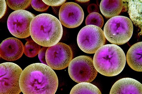 Balloons Of The Sea Photograph By Dennis Basile Fine Art America