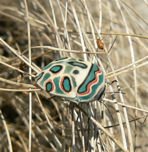 The Masterfully Painted Picasso Bug Featured Creature