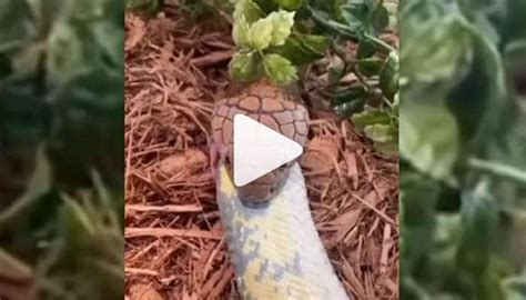 Python Viral Video முழு Python பாம்பை ஒரு நொடியில் விழுங்கிய மற்றொரு