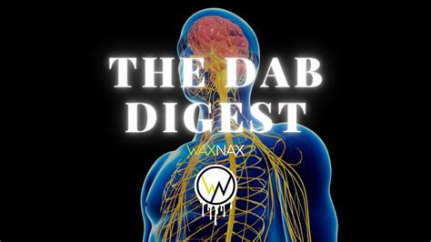 Exploring The Endocannabinoid System How Thc And Terpenes Impact Our Body