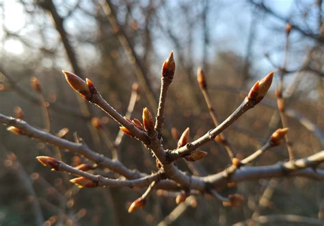 Expert Winter Pruning In Greely Shape Shrubs Safely Cleanyards