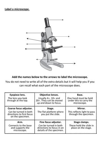 Microscopes And Magnification Year 7 Lesson Powerpoint Ks3 7ac Theory Basics Teaching Resources