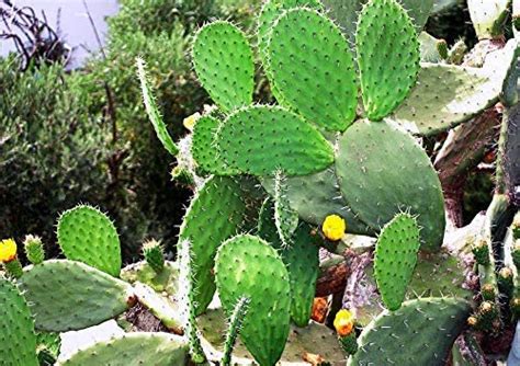 Vixenssell Nagphani Nagfani Cactus Small Medicinal Plant With Pot Live Plant Garden