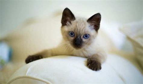 15 Facts About Tortie Point Siamese Cat Tortoiseshell Siamese My