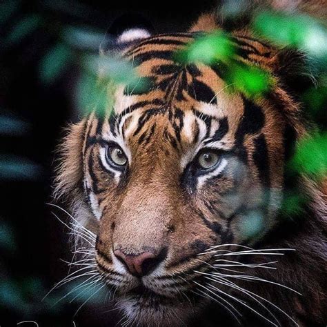 Md Rezaul Karim Posted On Linkedin