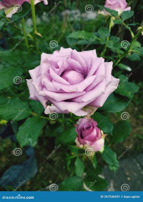 Close Up Photo Of Rose Great For Backgrounds Stock Image Image Of