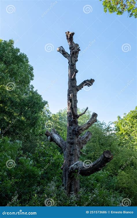 A Large Tree Trunks With Short Branches Alexandra Park Stock Photo