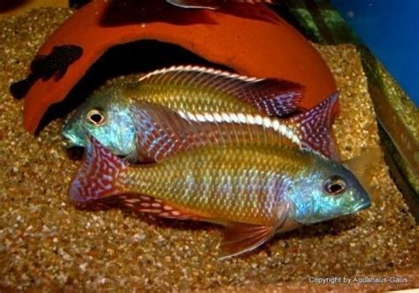 Lethrinops Albus Alchetron The Free Social Encyclopedia