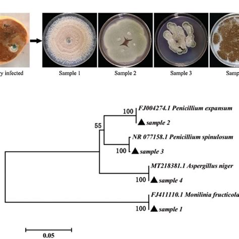 Isolation And Identification Of Fungal Strains A Four Fungi Isolated Download Scientific