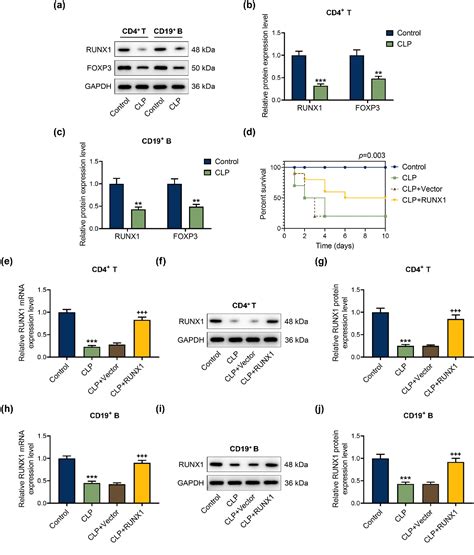 table 1 from effect of runx1 foxp3 axis on apoptosis of t and b