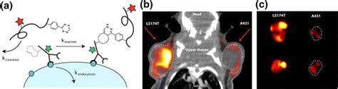 A Balance Of Different Kinetic Parameters For In Vivo Bioorthogonal