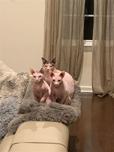 You All Know The Rules R Spongebob