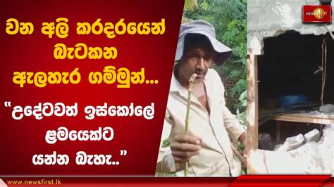 වන අලි කරදරයෙන් බැටකන ඇලහැර ගම්මුන් Elephant Attacks Polonnaruwa Youtube