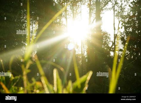 Sun Shining Through Trees Stock Photo Alamy