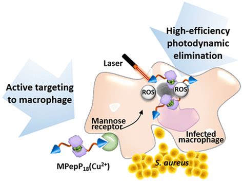 Macrophage Instructed Intracellular Staphylococcus Aureus Killing By Targeting Photodynamic