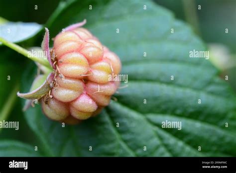 Raspberry Rubus Fruit In Various Stages Of Development Rubus Raspberry Rubus Fruit In Various Stages Of Development Rubus