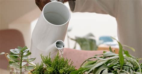 Diy 원예 가정 원예 공장 관리 꽃병 나뭇잎 냄비 녹색 가정 녹색 생활 방식 녹색 엄지 손가락 녹지 다육식물 물 물 주기 물뿌리개 물을 냄비