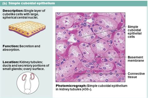 Hap Flashcards Quizlet