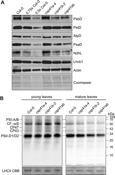 Composition And Synthesis Of Thylakoid Proteins In Greenhouse Grown