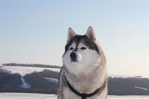 Волчьи повадки хаски: honzales — LiveJournal
