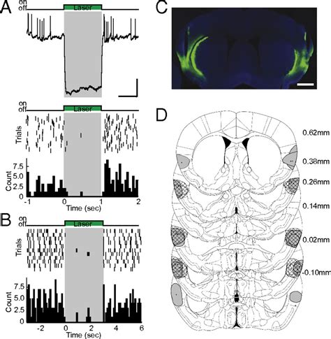 Central Role For The Insular Cortex In Mediating Conditioned Responses To Anticipatory Cues Pnas