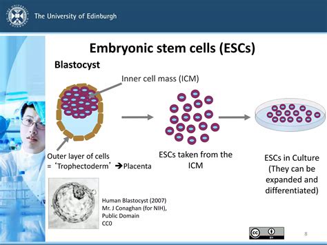 Stem Cells Andregenerativemedicine Pptx
