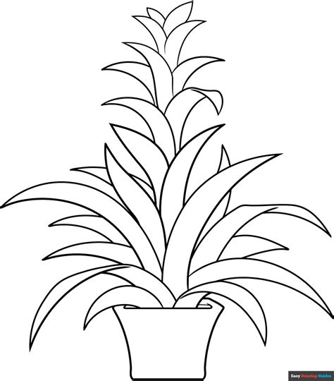 Bromeliad Coloring Page Easy Drawing Guides