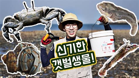 갯벌 생물 관찰하기 소라게 아기 망뚱이 갯가재 발견 Youtube